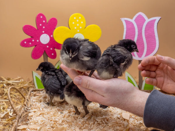 MARANS KUIKENS – De Kippenspecialist