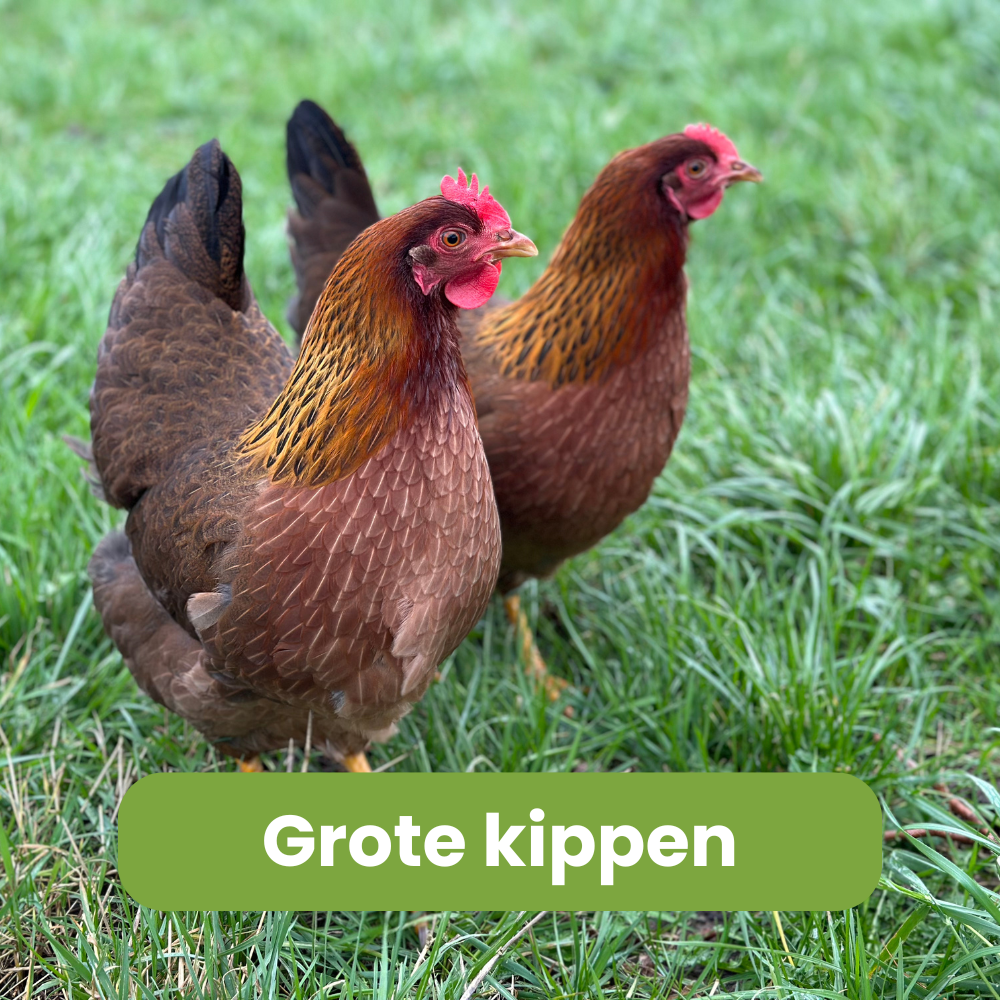 Kippen – De Kippenspecialist
