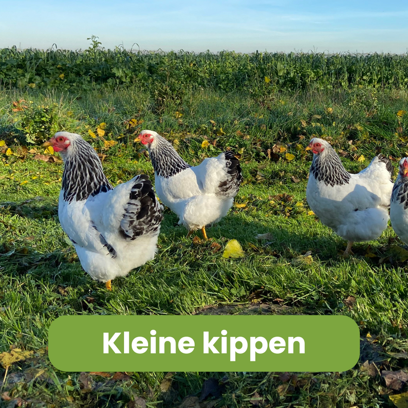 Kippen – De Kippenspecialist