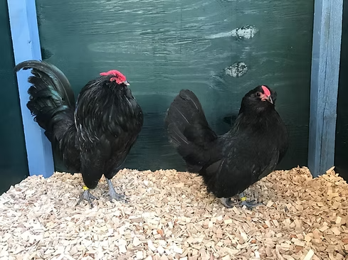 ANTWERPSE BAARDKRIEL – De Kippenspecialist