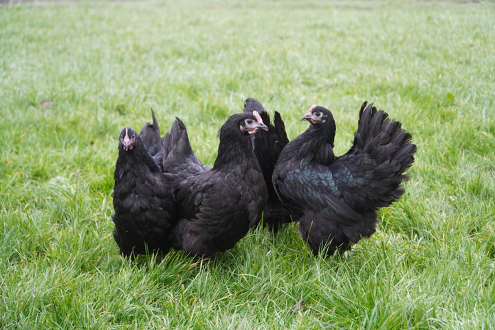 Grote kippen – De Kippenspecialist