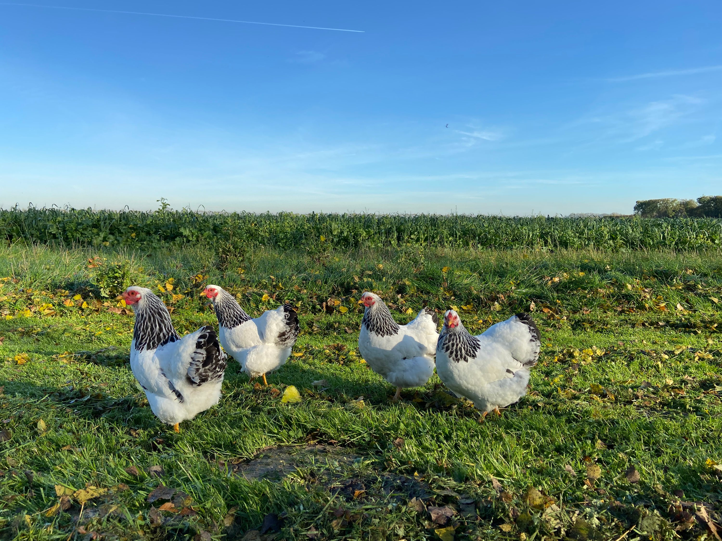 WYANDOTTE KRIEL – De Kippenspecialist