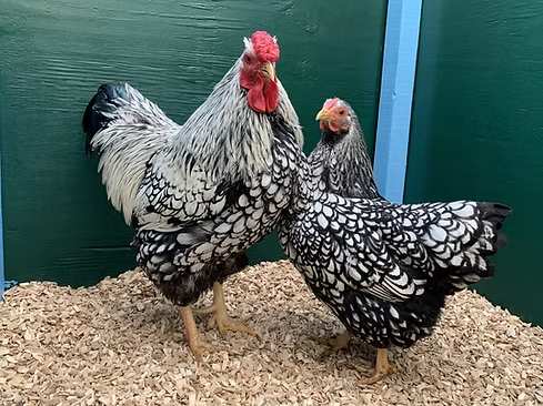 WYANDOTTE KRIEL BROEDEIEREN – De Kippenspecialist